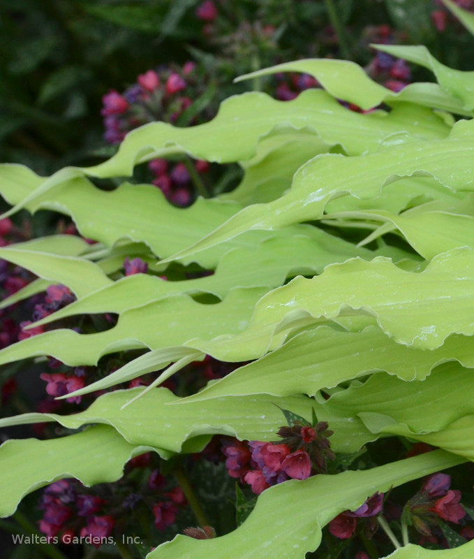 Hosta 'Wiggles and Squiggles' – In The Country Garden & Gifts Online Store