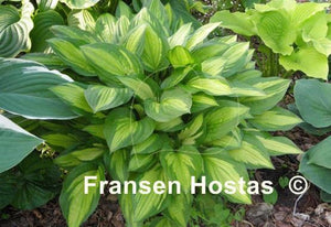 Hosta 'Paradise Beach' – In The Country Garden & Gifts Online Store