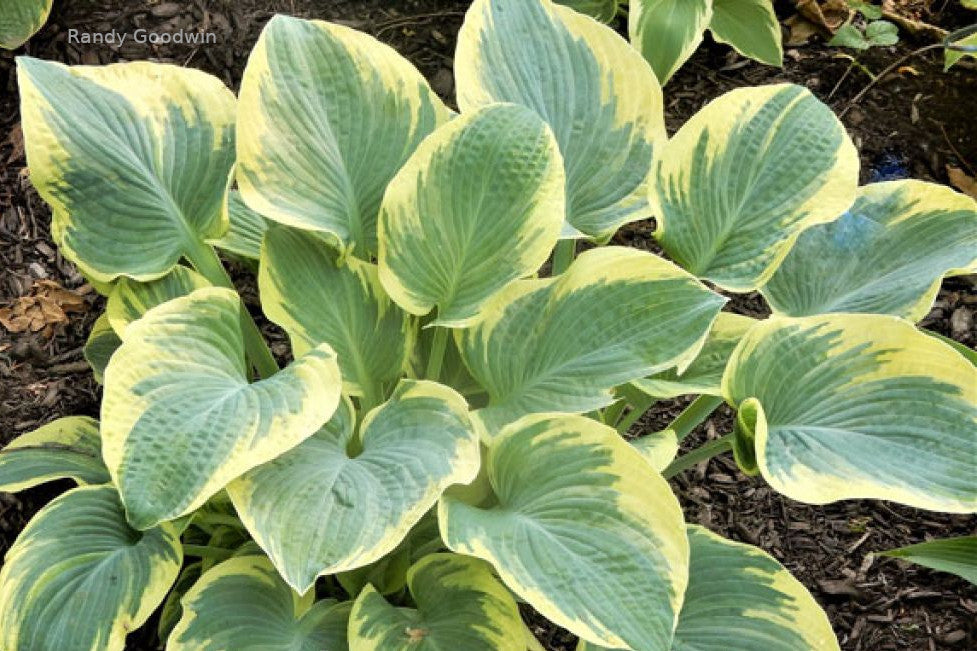 Hosta 'Breakwater' – In The Country Garden & Gifts Online Store