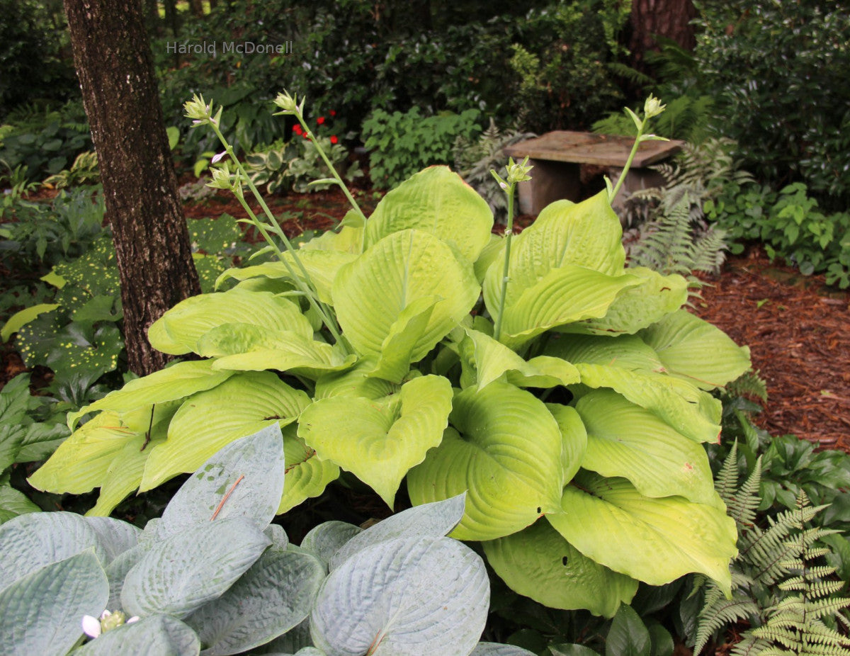 Hosta 'Carved Complexity' – In The Country Garden & Gifts Online Store