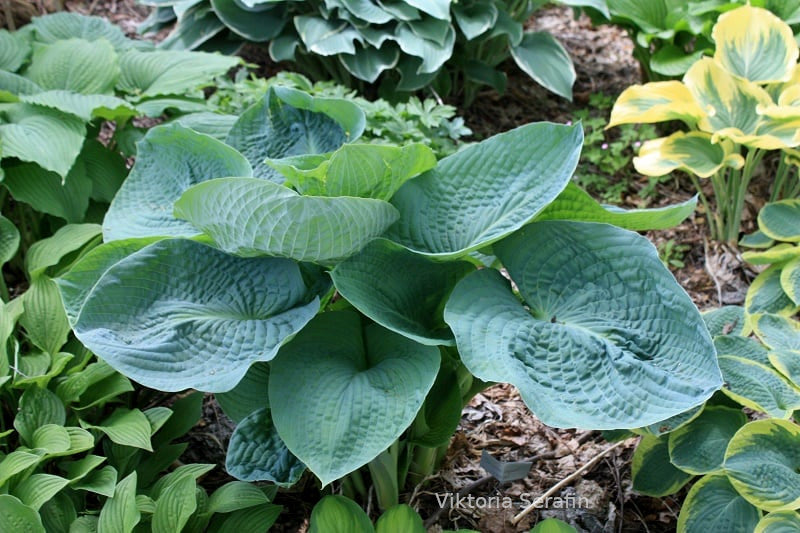Hosta 'Cerulean Lagoon' – In The Country Garden & Gifts Online Store
