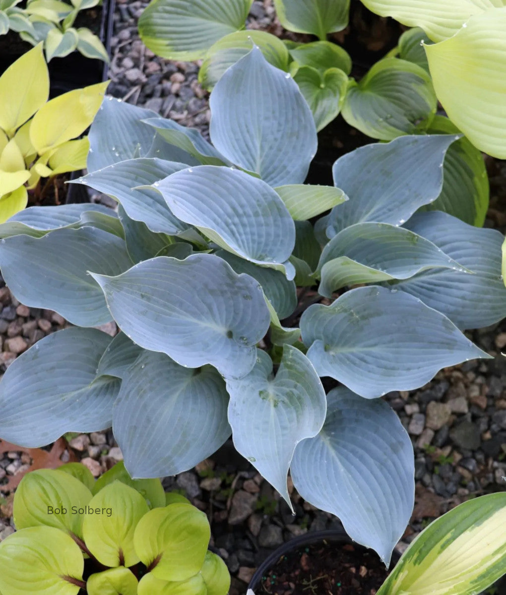 Hosta 'Chicago Blues' – In The Country Garden & Gifts Online Store