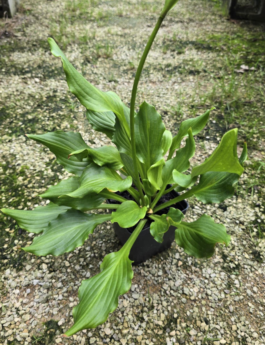 Hosta 'Contortionist' – In The Country Garden & Gifts Online Store