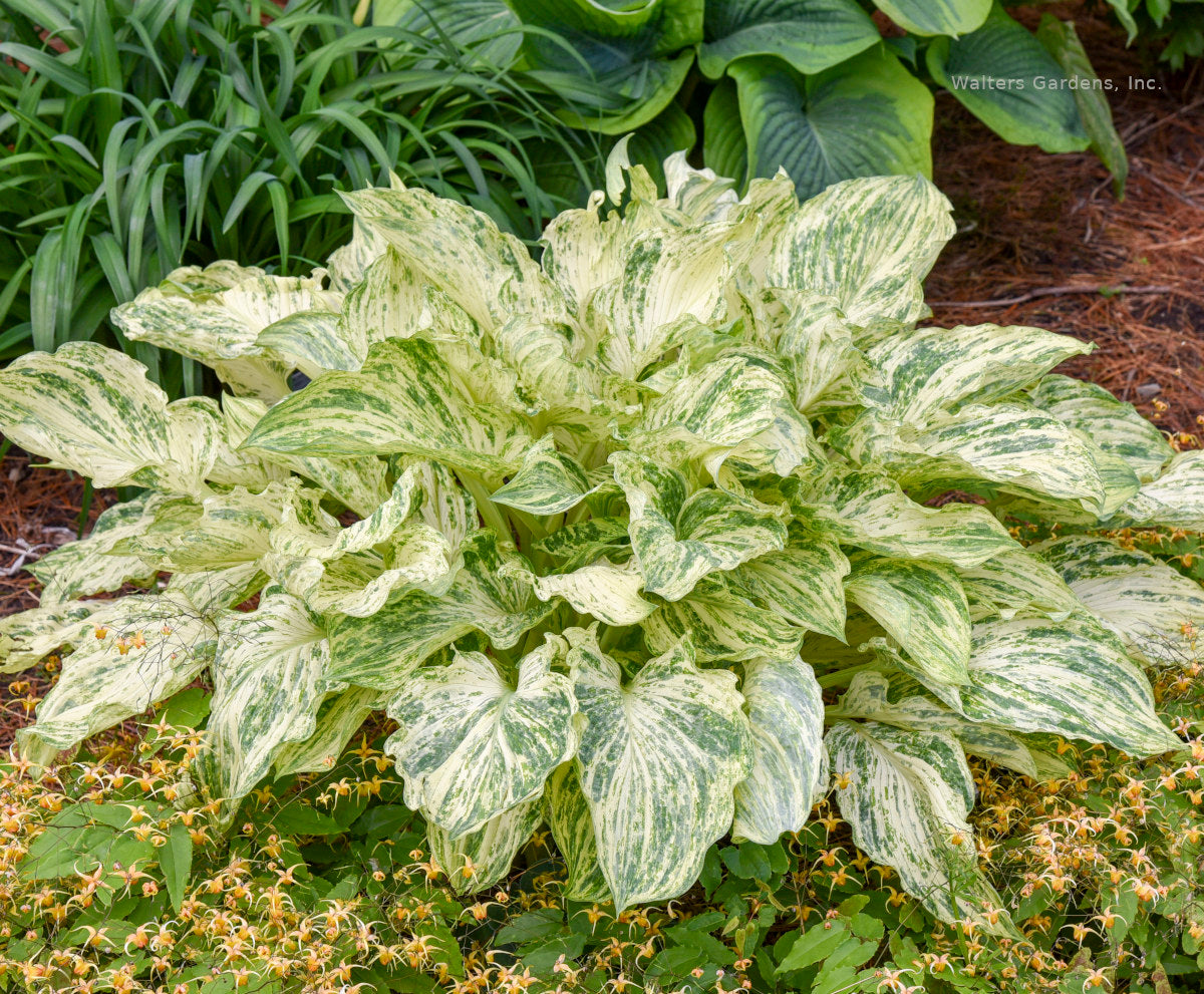 Hosta 'Emperor's New Clothes' – In The Country Garden & Gifts Online Store