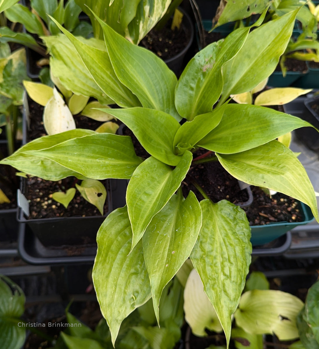 Hosta 'Invincible Limit' – In The Country Garden & Gifts Online Store