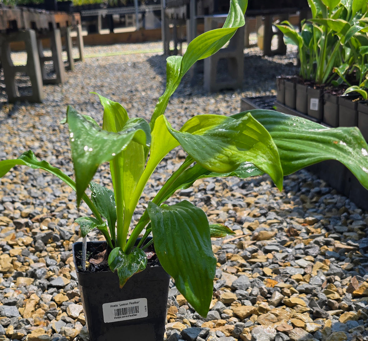 Hosta 'Lemon Feather' – In The Country Garden & Gifts Online Store
