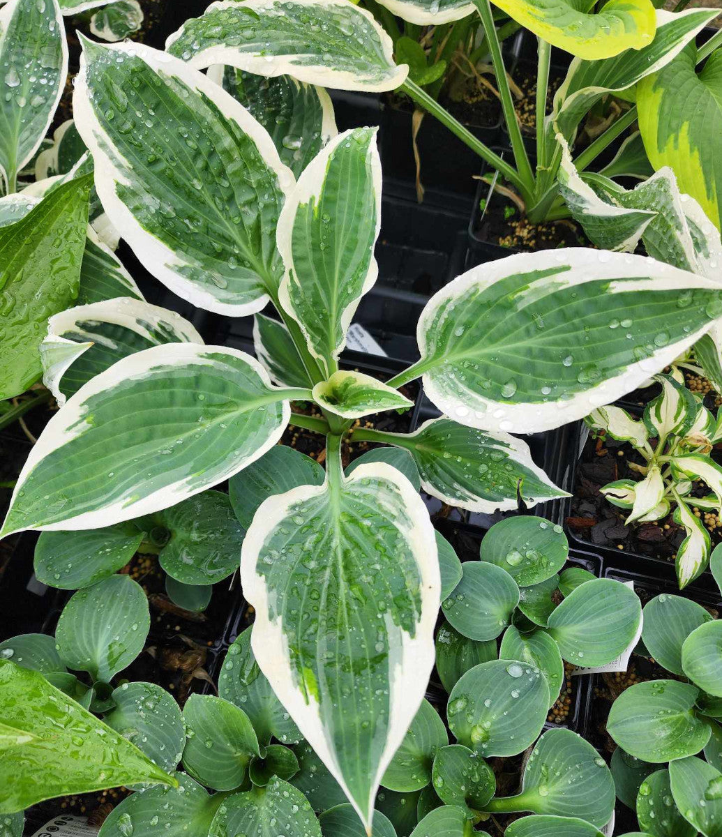 Hosta 'Marshmallow Clouds' – In The Country Garden & Gifts Online Store