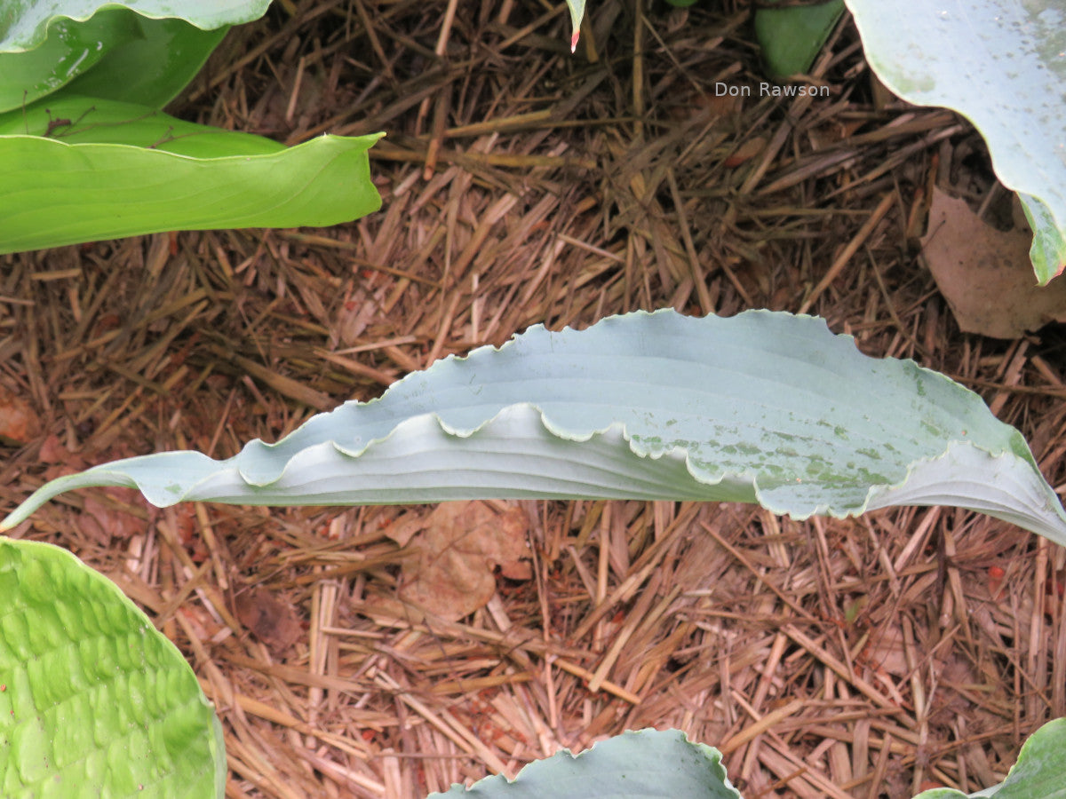Hosta 'Razorback' – In The Country Garden & Gifts Online Store