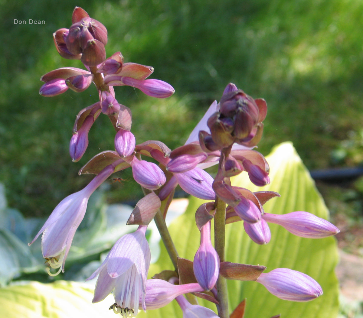 Hosta 'Relentless' – In The Country Garden & Gifts Online Store