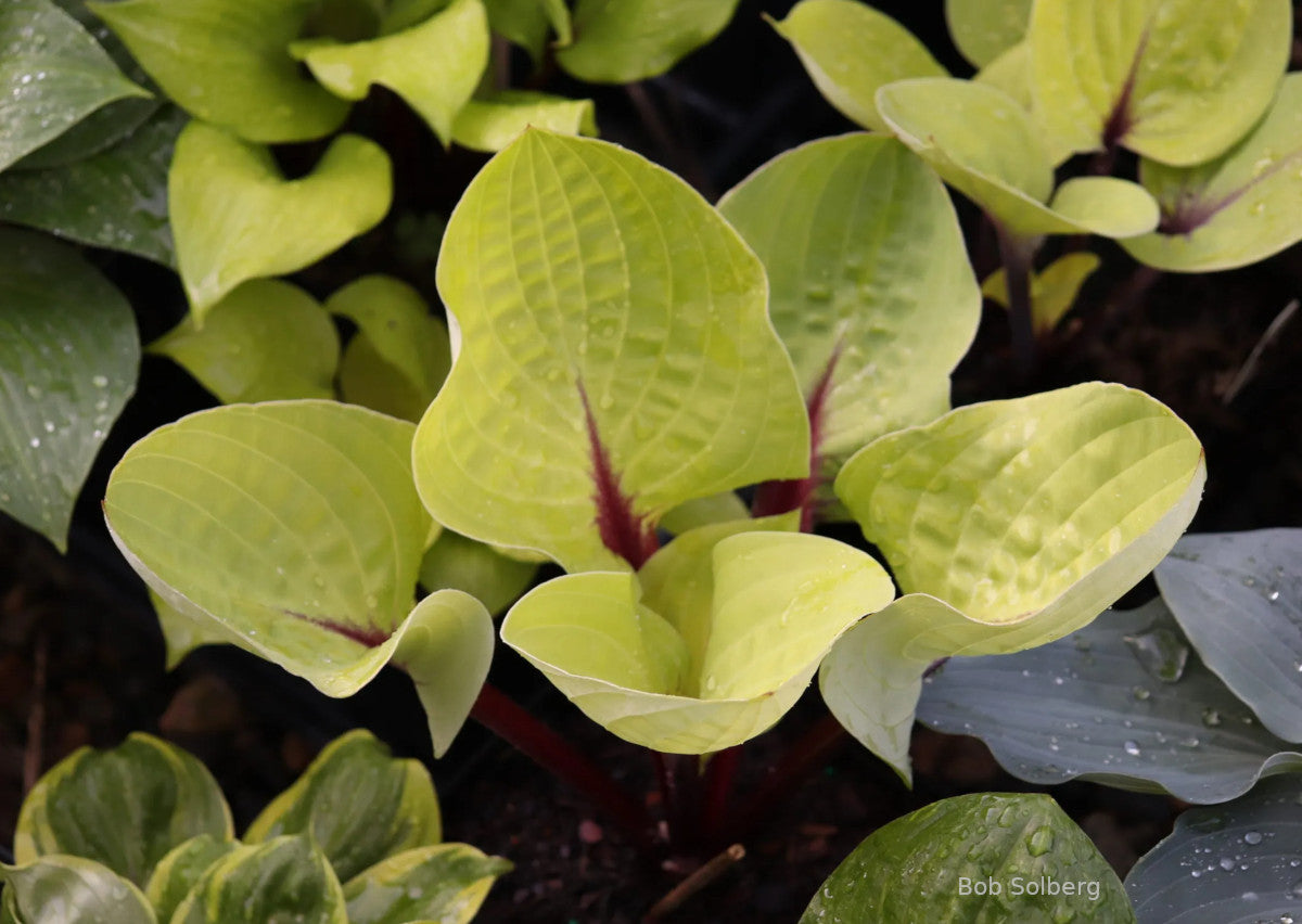 Hosta 'Ruby Earrings' – In The Country Garden & Gifts Online Store