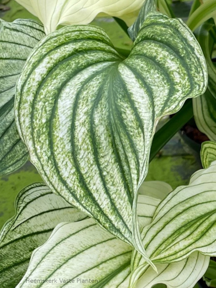 Hosta 'Silver Plumes' – In The Country Garden & Gifts Online Store
