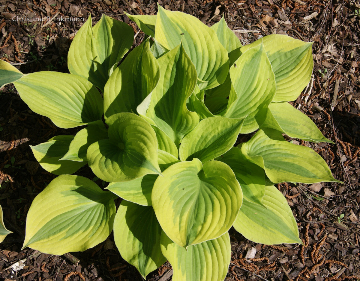 Hosta 'Summer Lovin' – In The Country Garden & Gifts Online Store