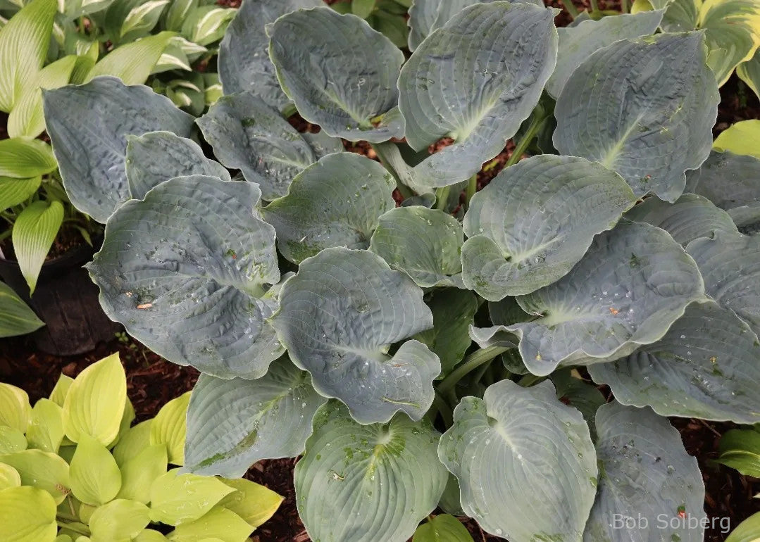 Talcott ravine хоста 60 фото - Dkelectro.ru