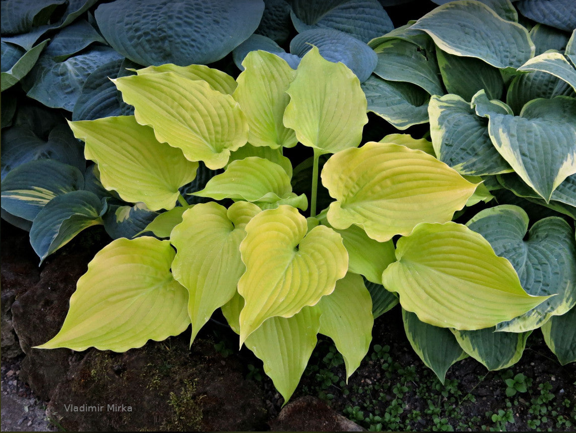 Hosta 'Bohemia Yellow Corvette' – In The Country Garden & Gifts Online ...