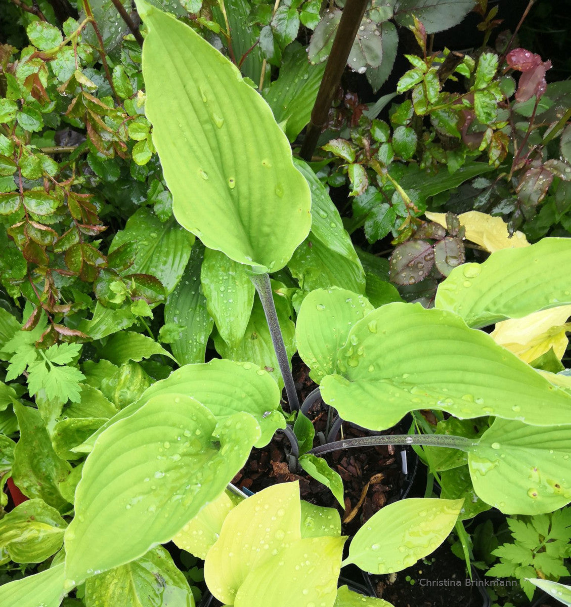 Hosta 'Chris' Admin' – In The Country Garden & Gifts Online Store