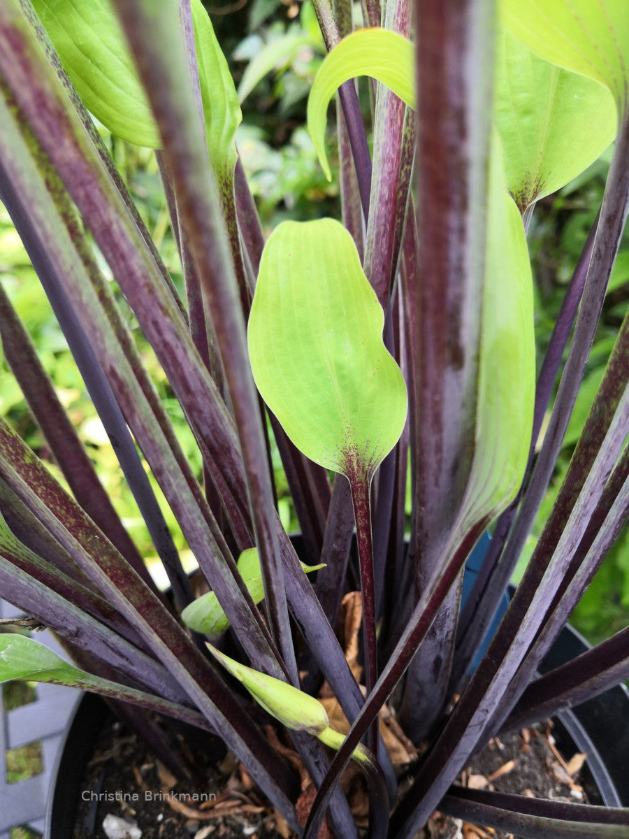 Hosta 'Chris' Admin' – In The Country Garden & Gifts Online Store