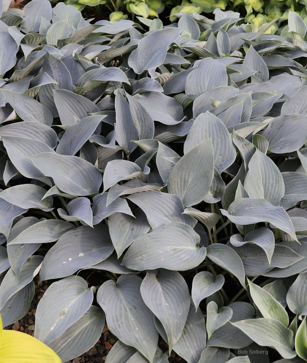 Hosta 'Clear Blue Sky' – In The Country Garden & Gifts Online Store