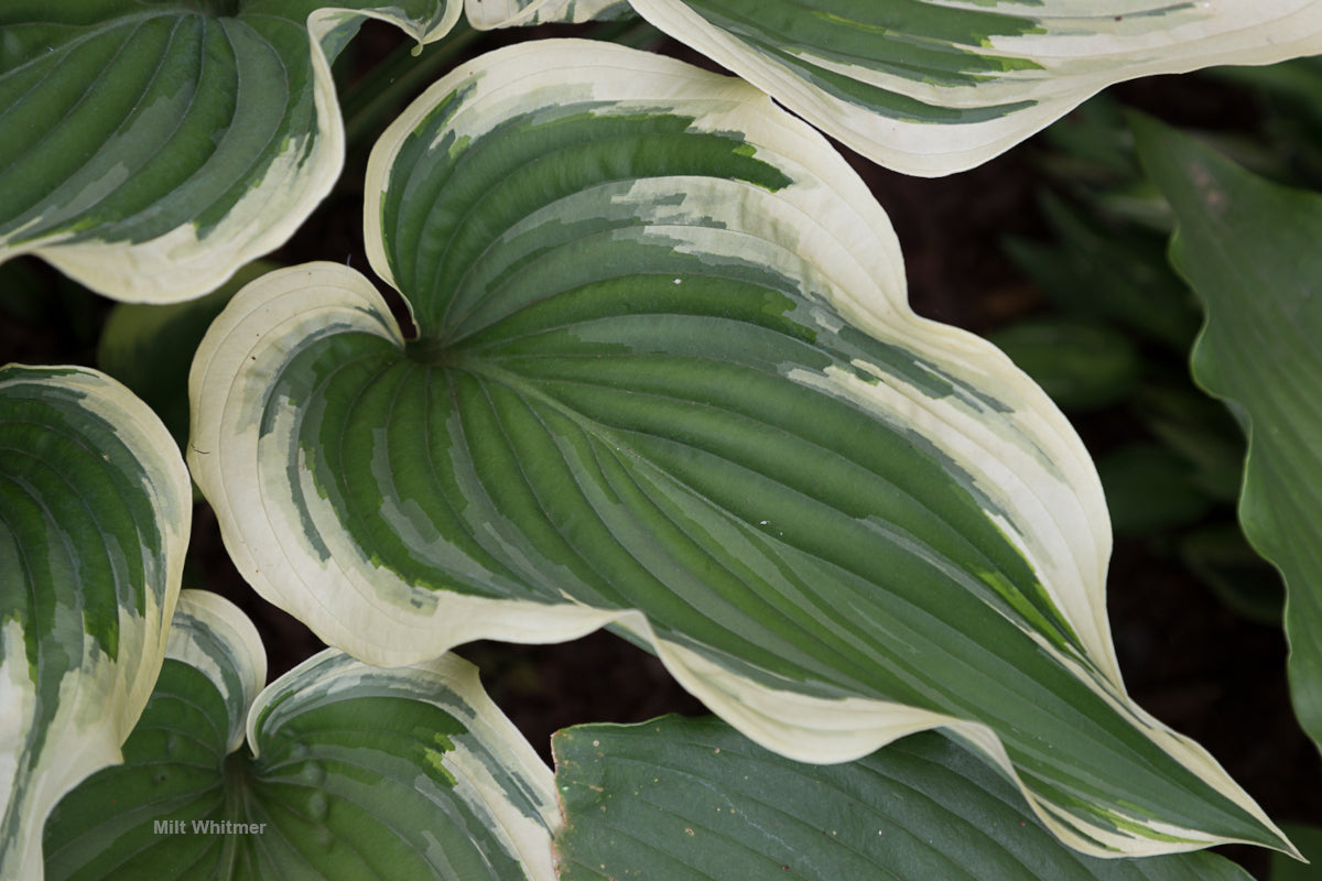 Hosta 'Grace Wins' – In The Country Garden & Gifts Online Store