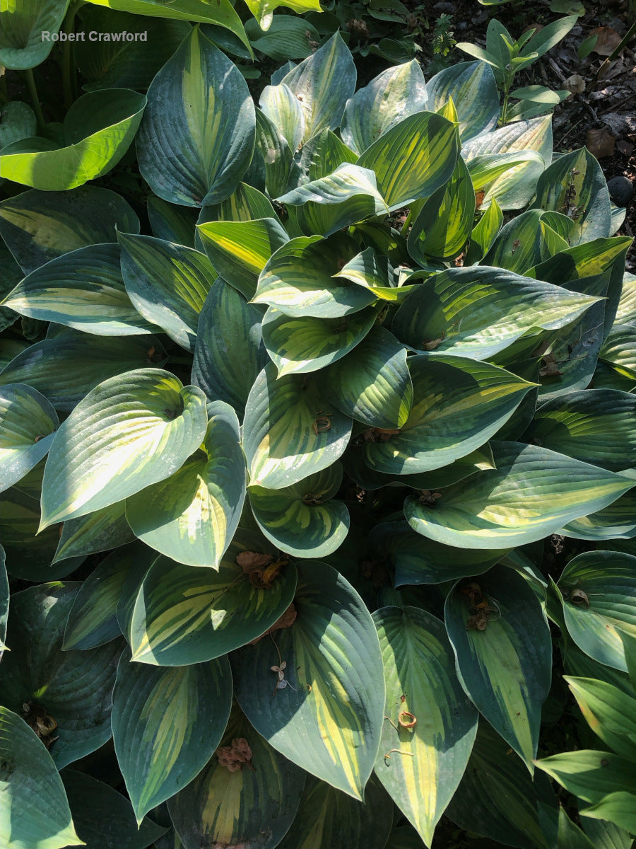 Hosta 'June' – In The Country Garden & Gifts Online Store