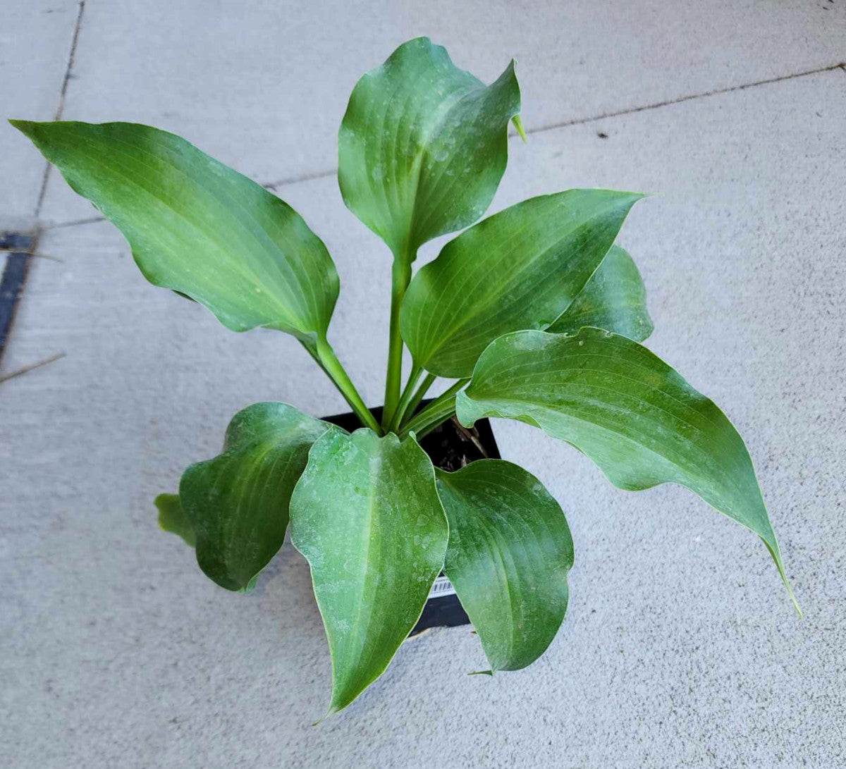 Hosta 'Lederhosen' – In The Country Garden & Gifts Online Store