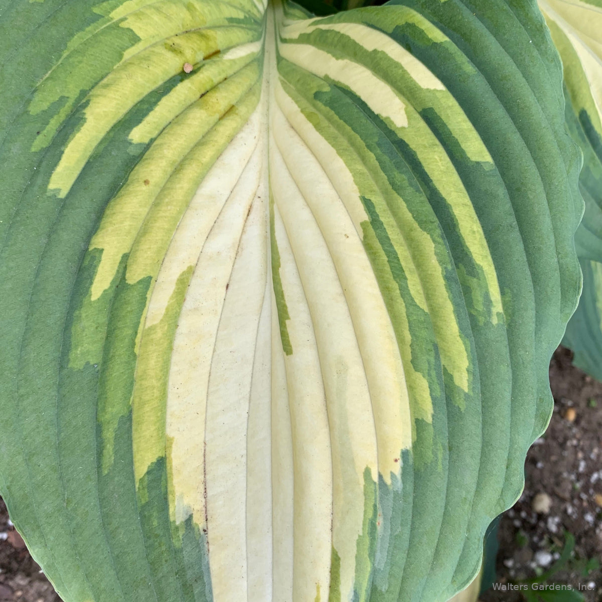 Hosta 'Love Story' – In The Country Garden & Gifts Online Store