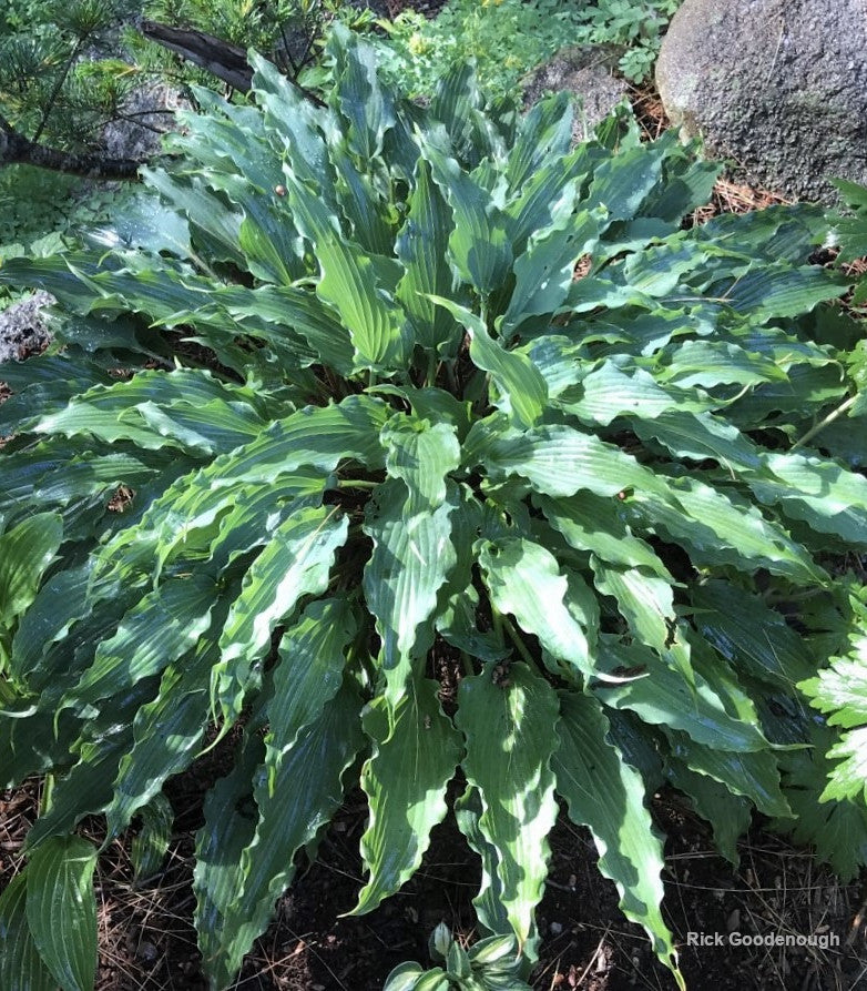 Hosta 'String Quartet' – In The Country Garden & Gifts Online Store