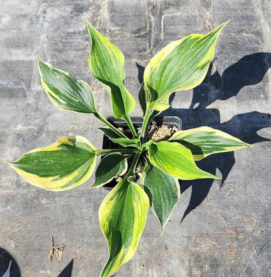 Hosta 'Tatooine' – In The Country Garden & Gifts Online Store