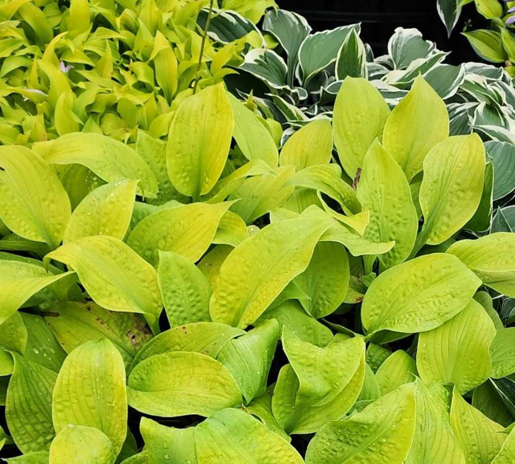 Hosta 'Telegraham' – In The Country Garden & Gifts Online Store