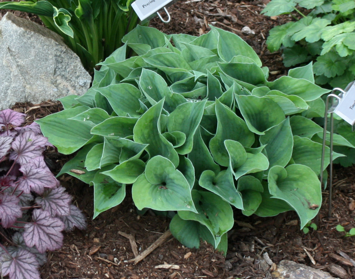 Hosta 'Timothy' – In The Country Garden & Gifts Online Store