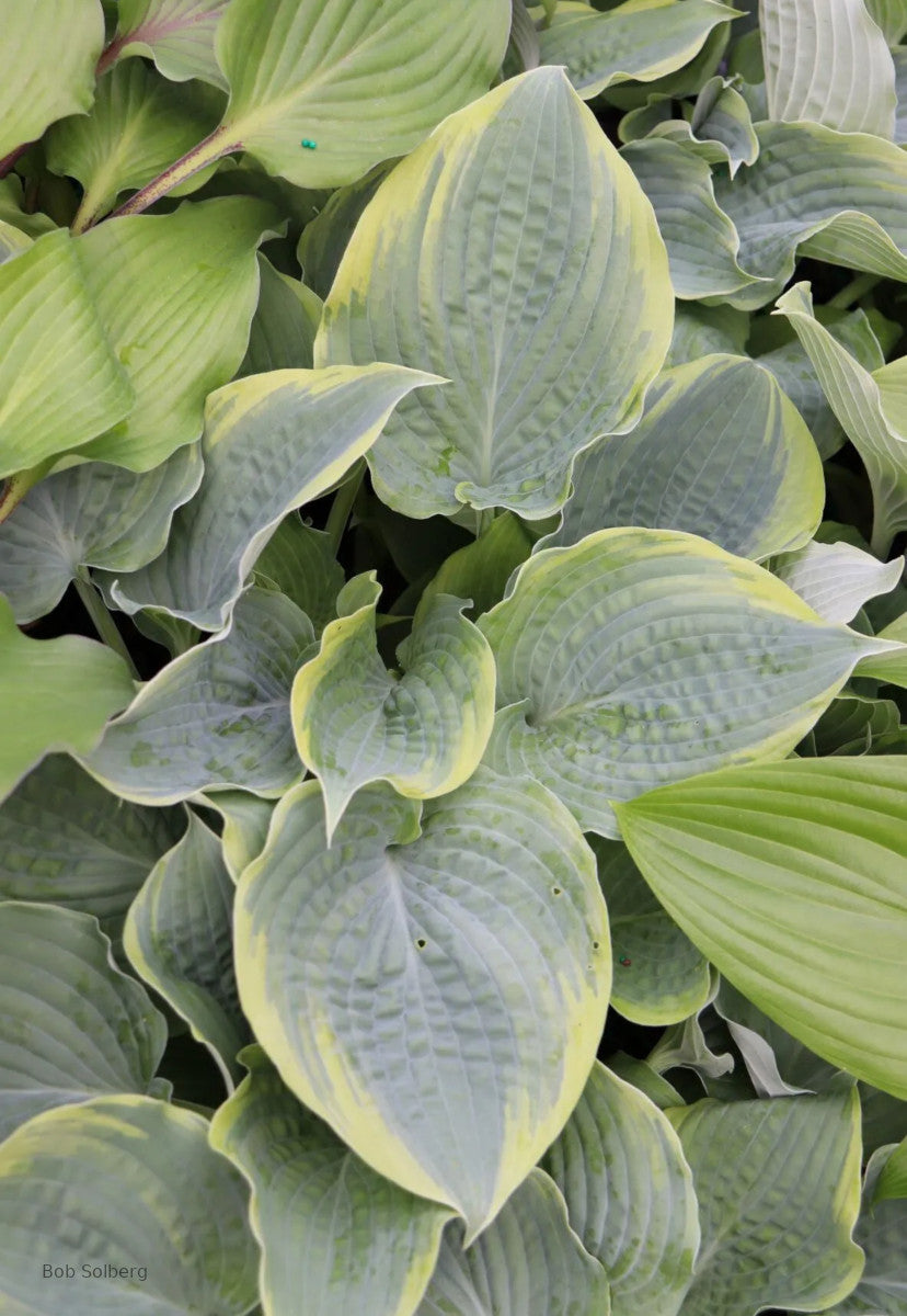 Hosta 'Top Shelf' – In The Country Garden & Gifts Online Store