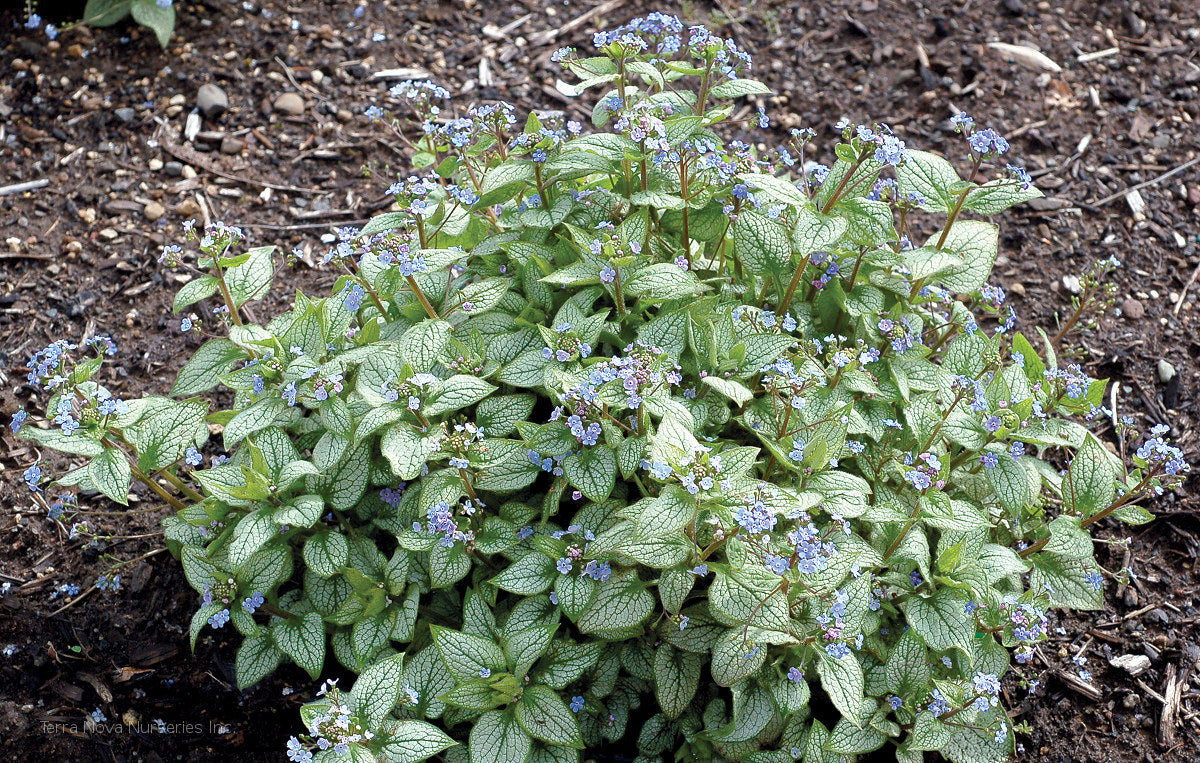 Brunnera 'Alexandria' – In The Country Garden & Gifts Online Store