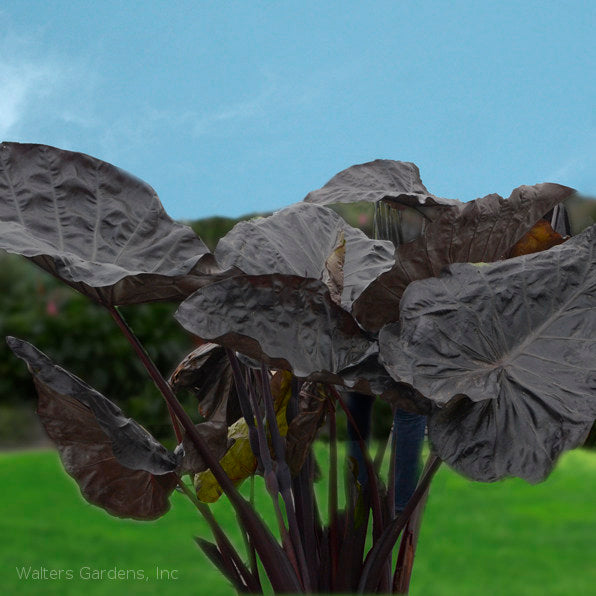 Colocasia 'Distant Memory' – In The Country Garden & Gifts Online Store