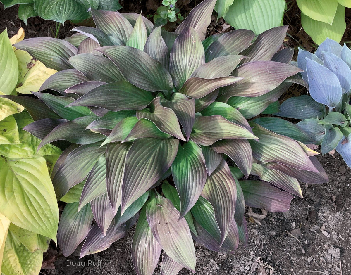 Hosta 'Bloodline' - Red Hosta – In The Country Garden & Gifts Online Store