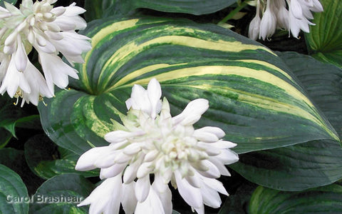 Hosta Catalog – Page 2 – In The Country Garden & Gifts Online Store