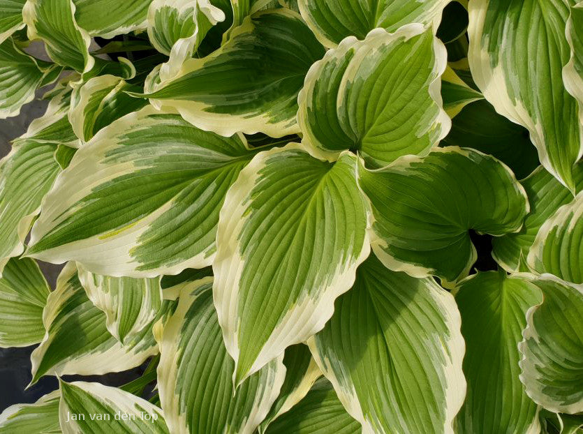 Hosta 'Dancing Hero' – In The Country Garden & Gifts Online Store