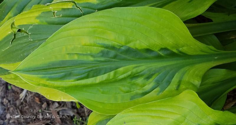 Hosta 'Foxfire Palm Sunday' – In The Country Garden & Gifts Online Store