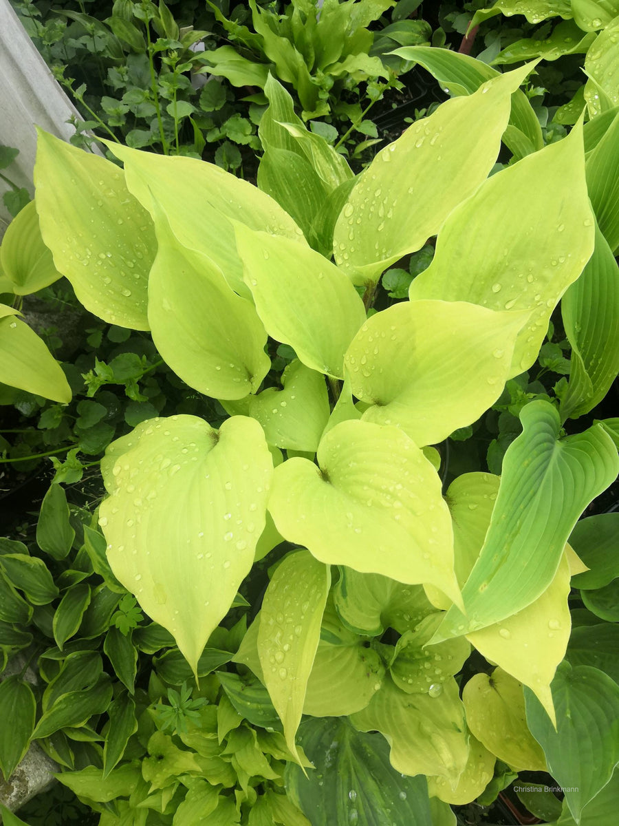 Hosta 'German Yellow Dragon' – In The Country Garden & Gifts Online Store