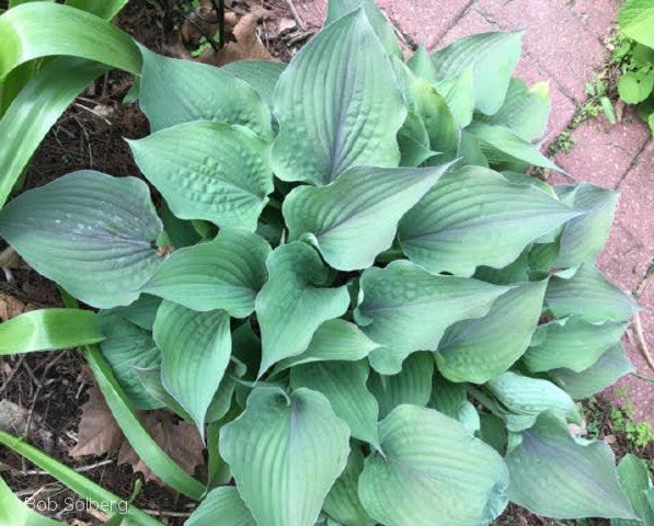 Hosta 'Jane's Blush' – In The Country Garden & Gifts Online Store