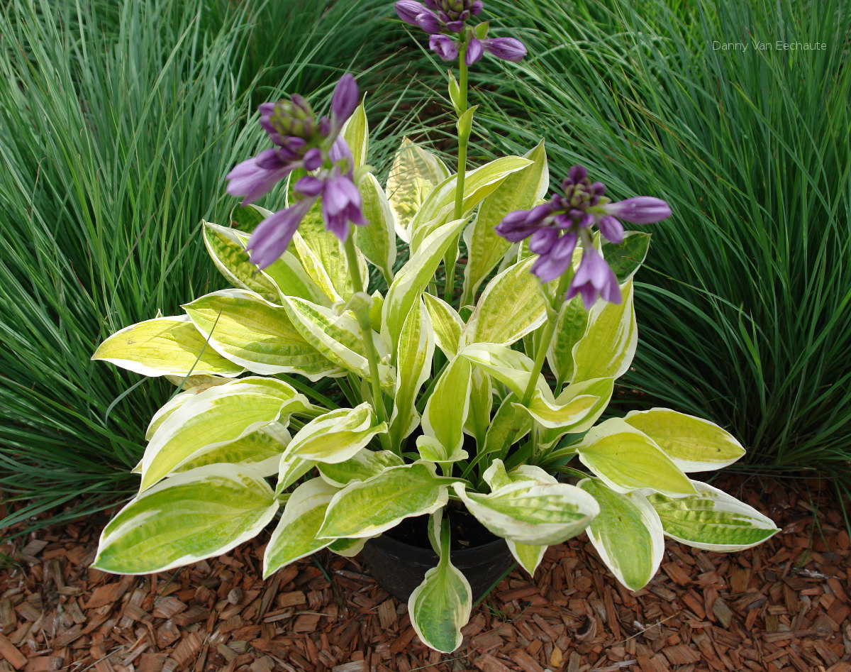 Hosta 'Lemon Candy' – In The Country Garden & Gifts Online Store