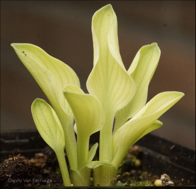 Hosta 'Mouse Metamorphosis' – In The Country Garden & Gifts Online Store