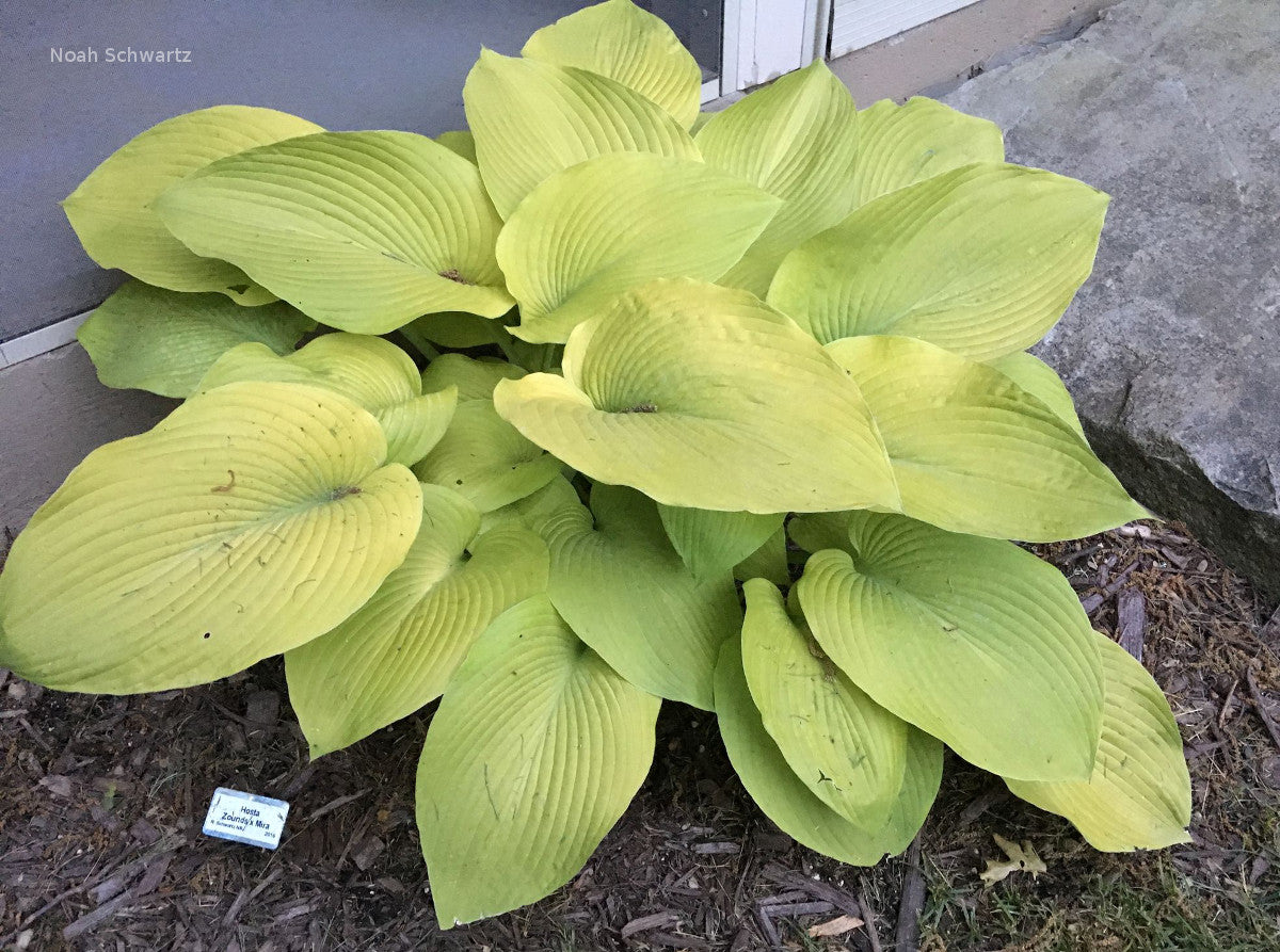 Hosta 'Old Yeller' – In The Country Garden & Gifts Online Store