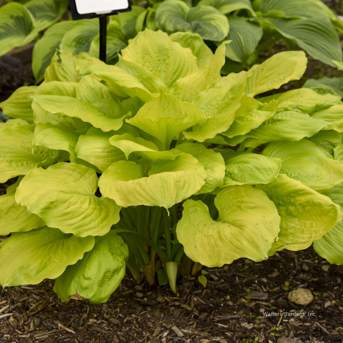 Hosta 'Seasons in the Sun' – In The Country Garden & Gifts Online Store