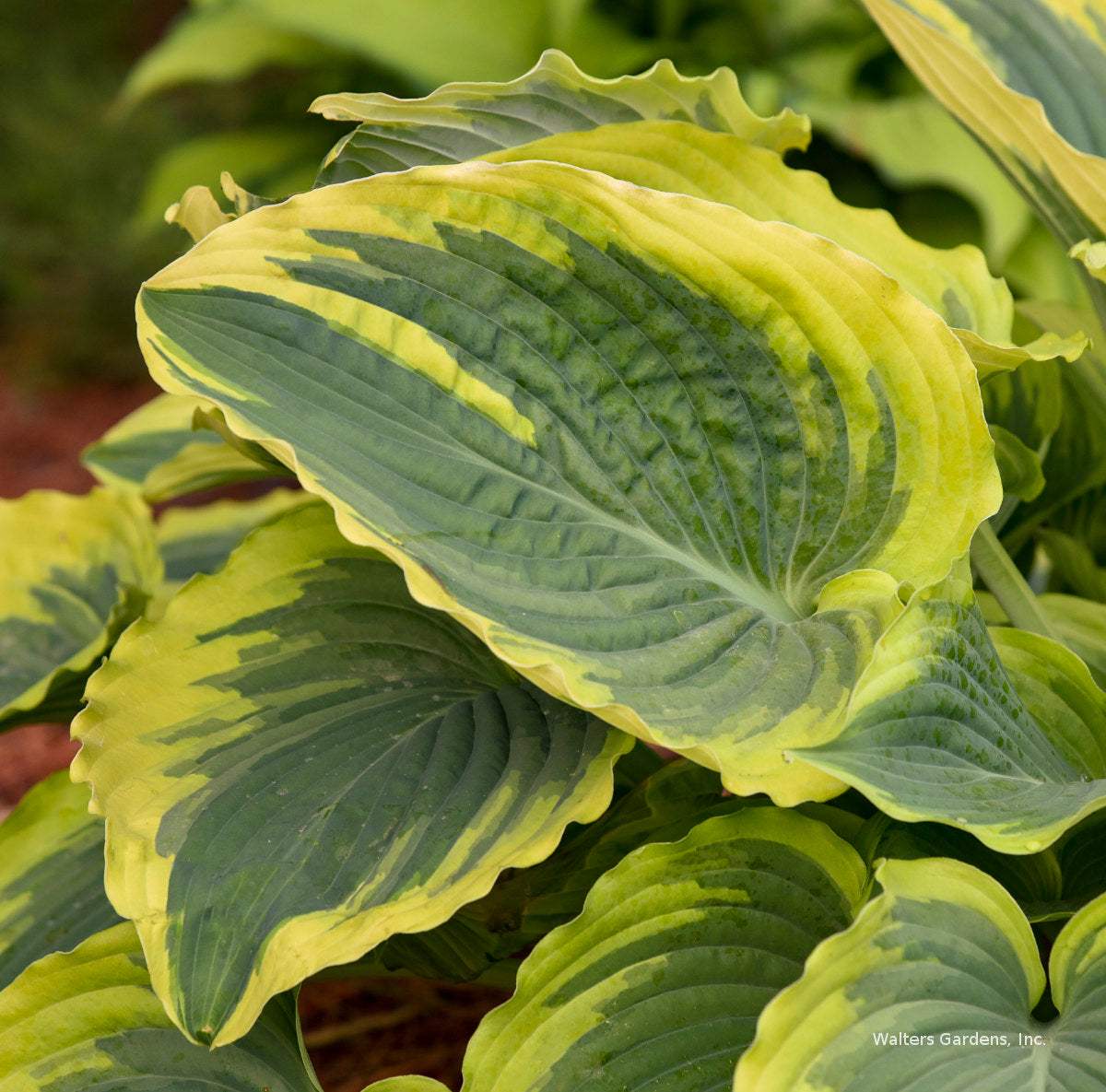 Hosta 'Trendsetter' – In The Country Garden & Gifts Online Store