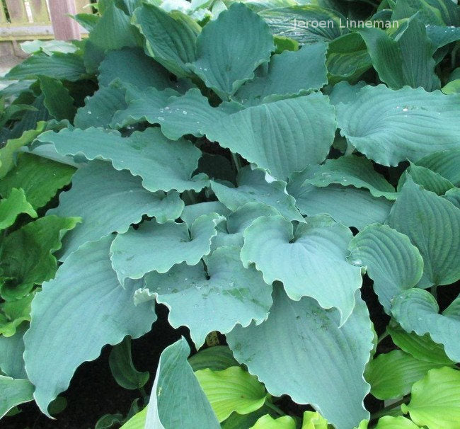 Hosta 'Valley's Love Buzz' – In The Country Garden & Gifts Online Store