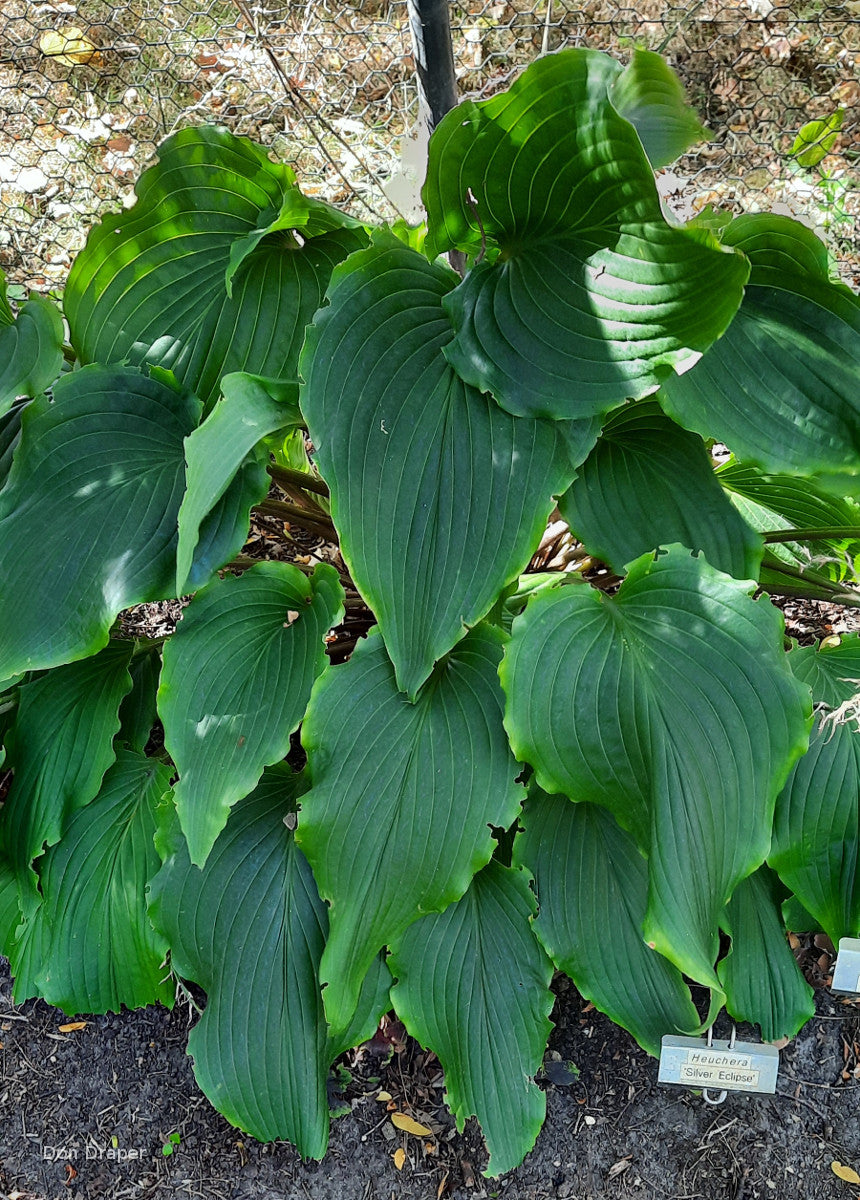 Hosta 'Valley's Red Scorpion' – In The Country Garden & Gifts Online Store