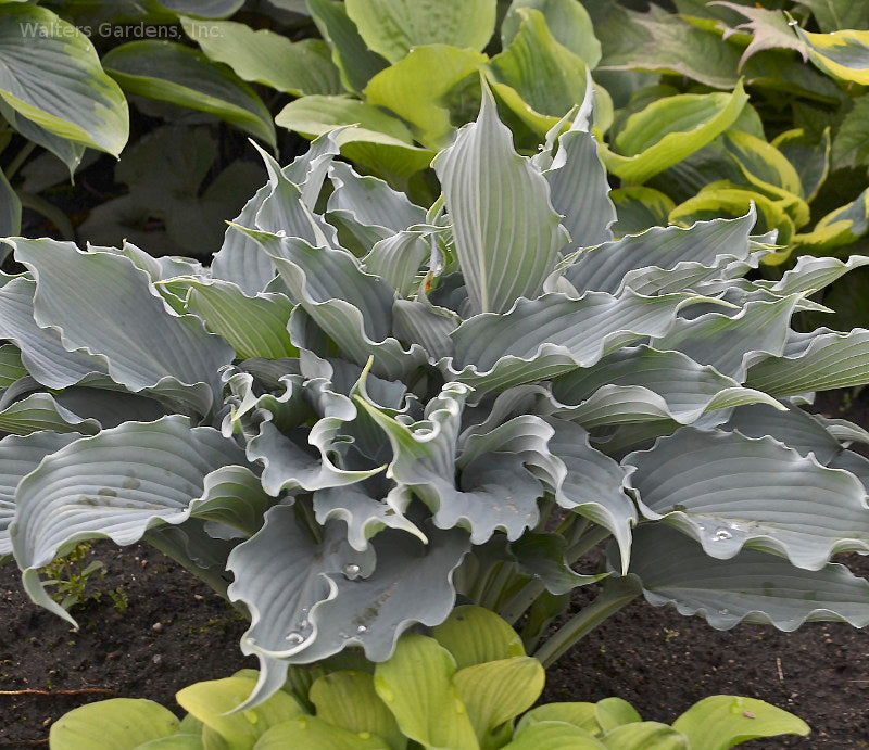 Hosta 'Waterslide' – In The Country Garden & Gifts Online Store