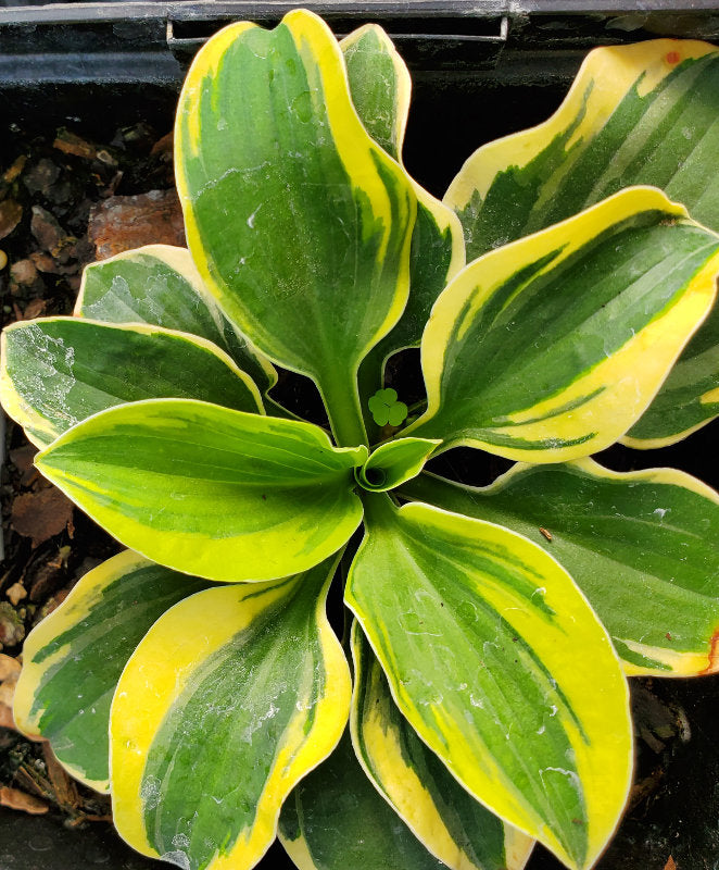Hosta 'Mouse Capades' – In The Country Garden & Gifts Online Store